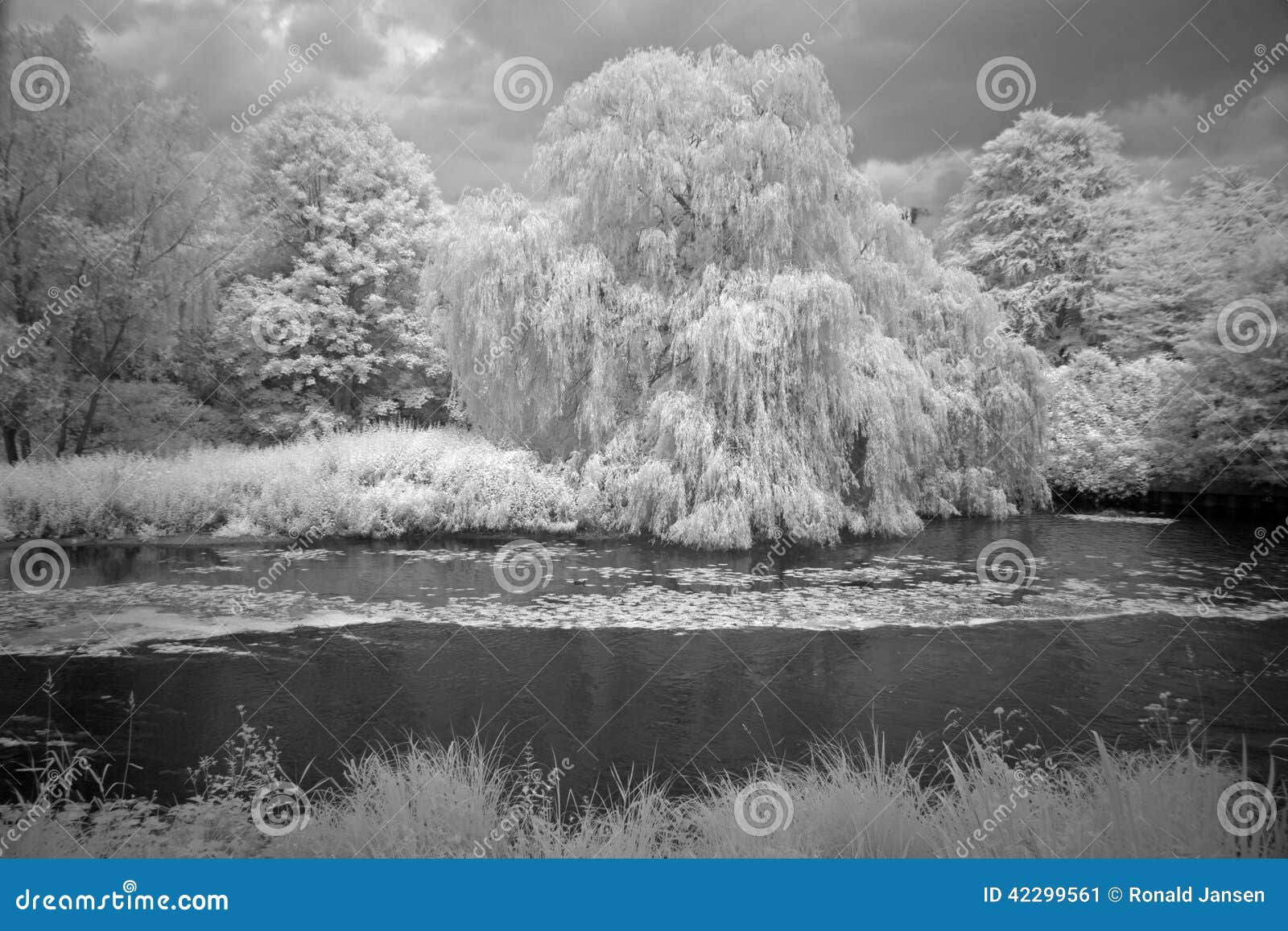 Trees Along Stream in Infrared Light in Nordhorn Stock Image - Image of ...
