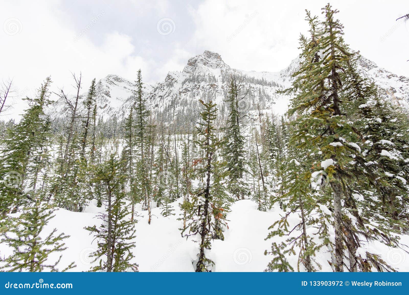 Trees on Alpine Mountainside Stock Photo - Image of skii, national ...