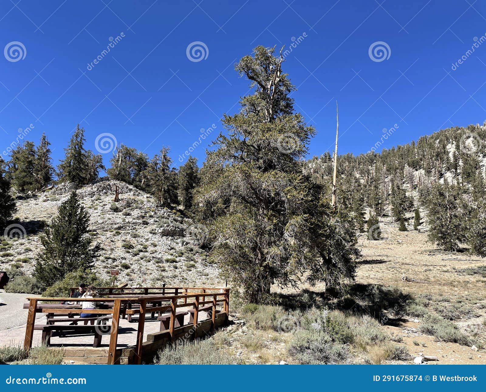 Ancient Bristlecone Pine Forest on a Sunny Day Stock Photo - Image of ...