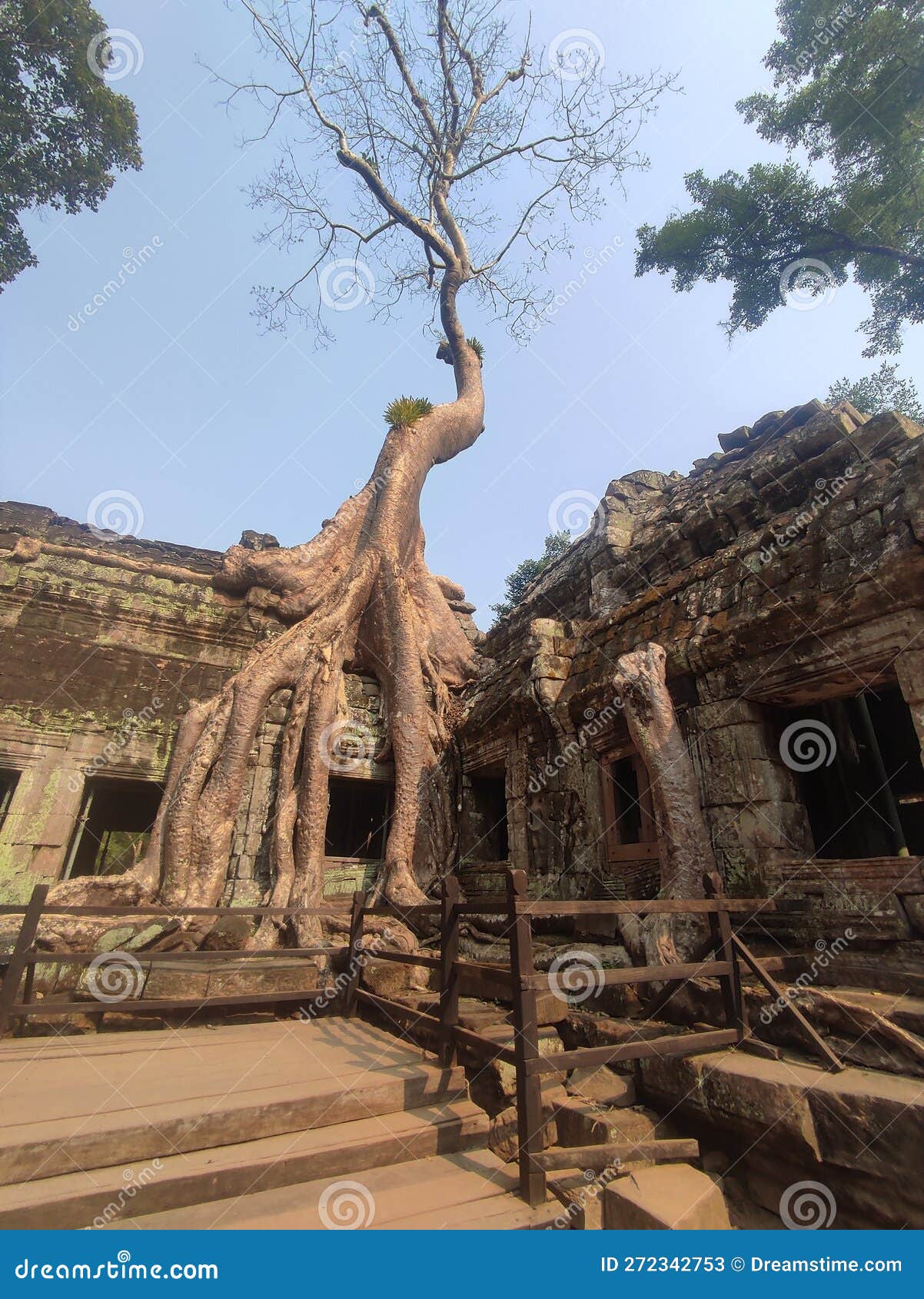 Trees in an Ancient Castle in Cambodia Stock Image - Image of cambodia ...