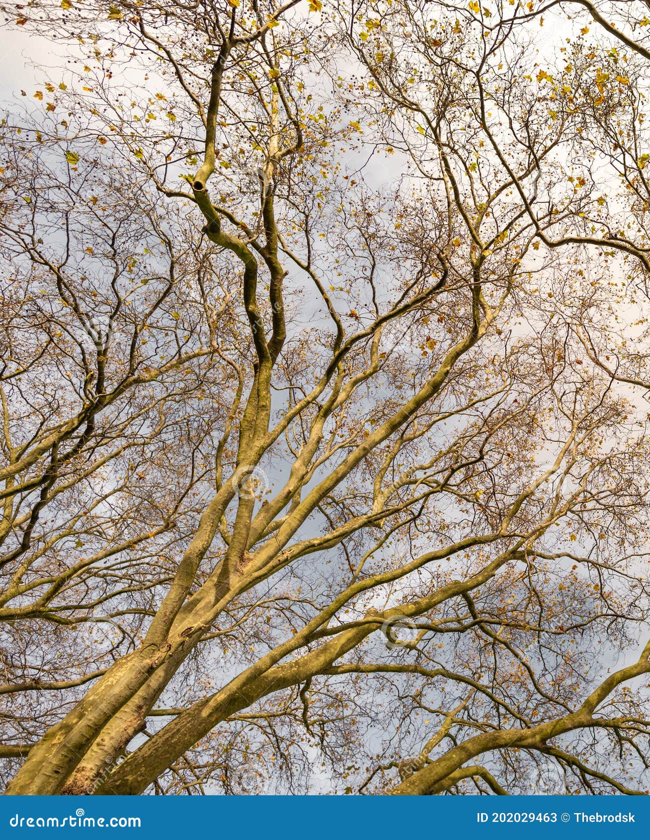 Trees without Any Leaves in November on a Clear Day Stock Image - Image ...