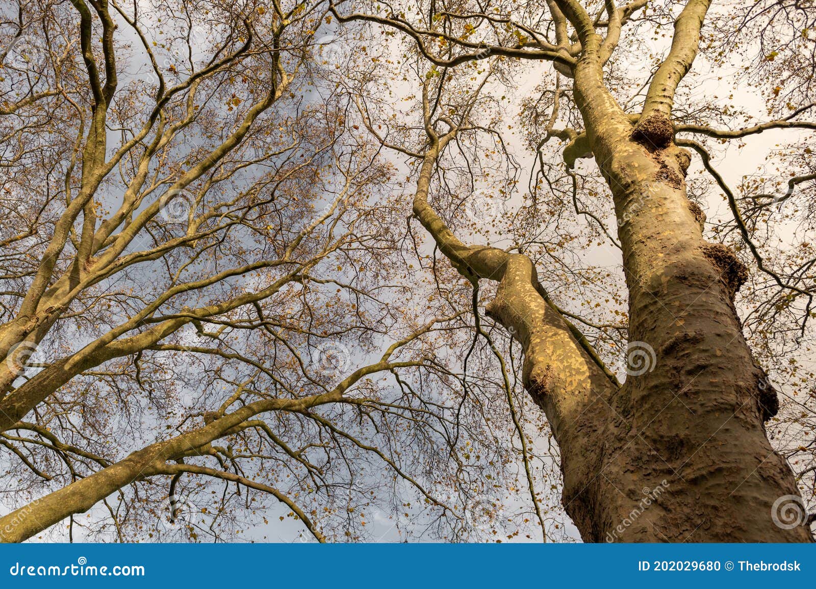 Trees without Any Leaves in November on a Clear Day Stock Photo - Image ...