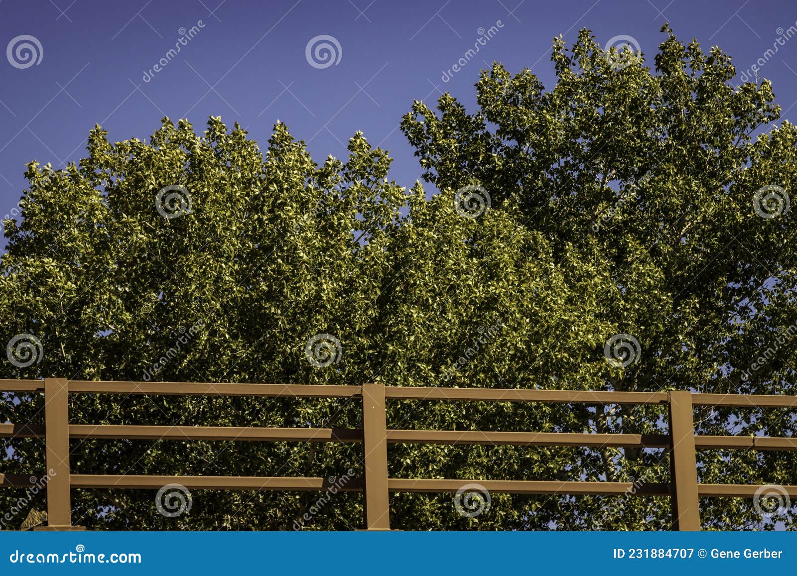 Trees on a Bridge stock image. Image of summer, fall - 231884707
