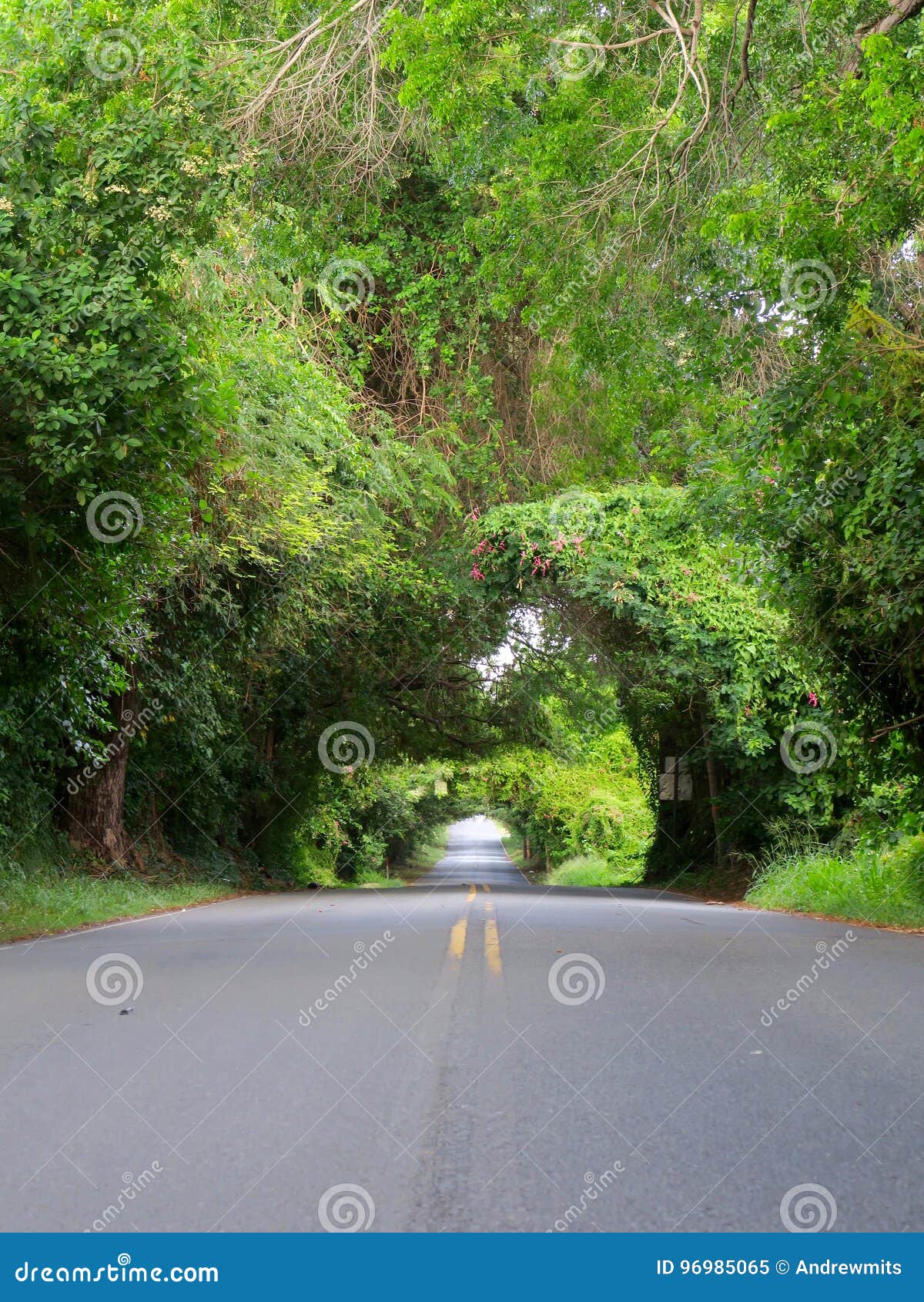 Trees Arching Over Road stock image. Image of green, canopy - 96985065