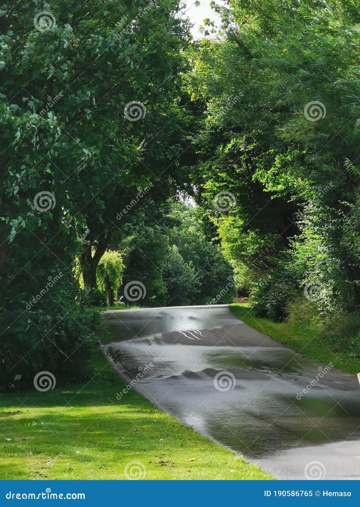 Trees Arching Over a Wet Road Stock Image - Image of arching, green ...