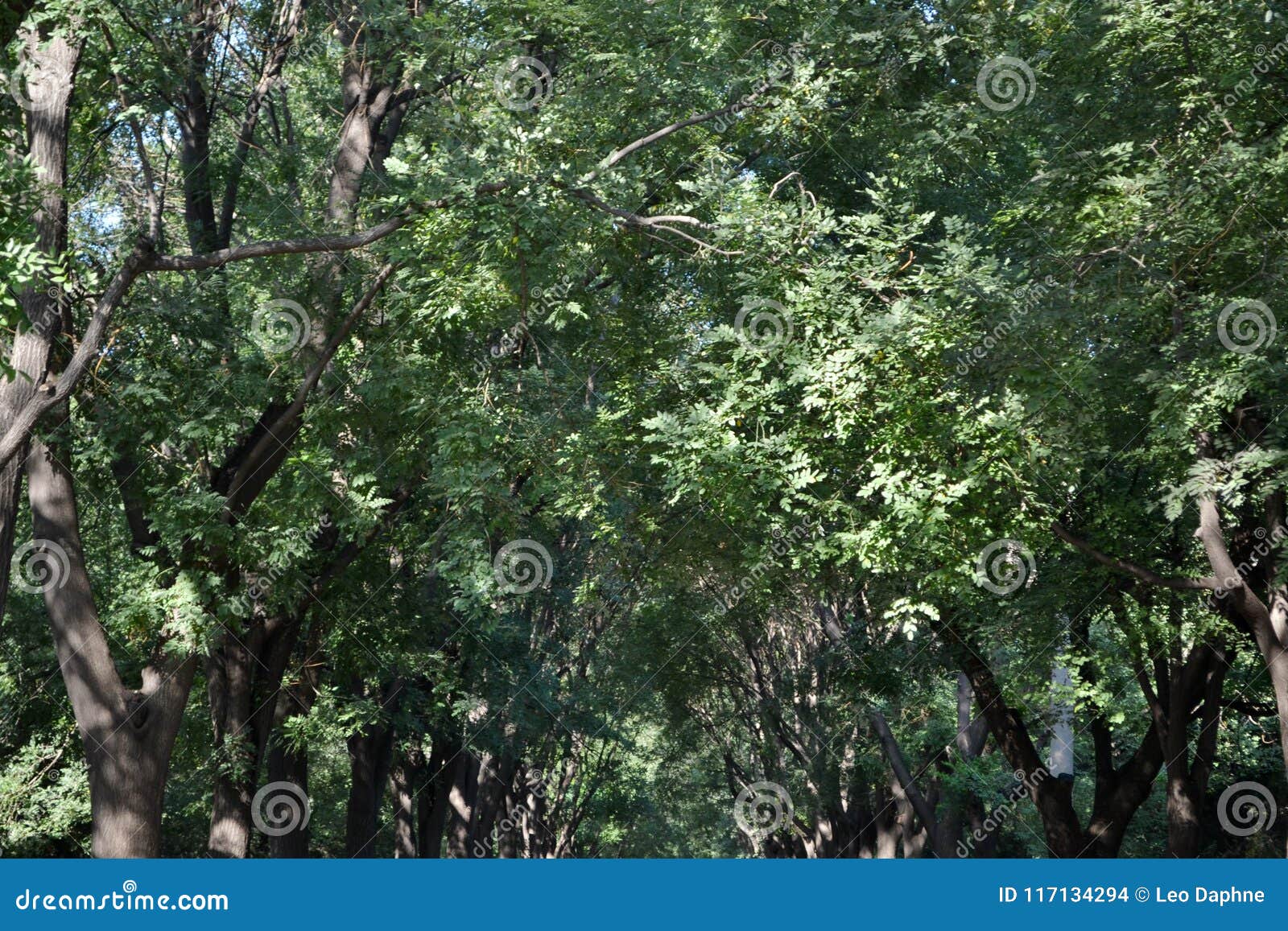 The Trees Around Beijing. Pic Was Taken in 2017 Stock Photo - Image of ...