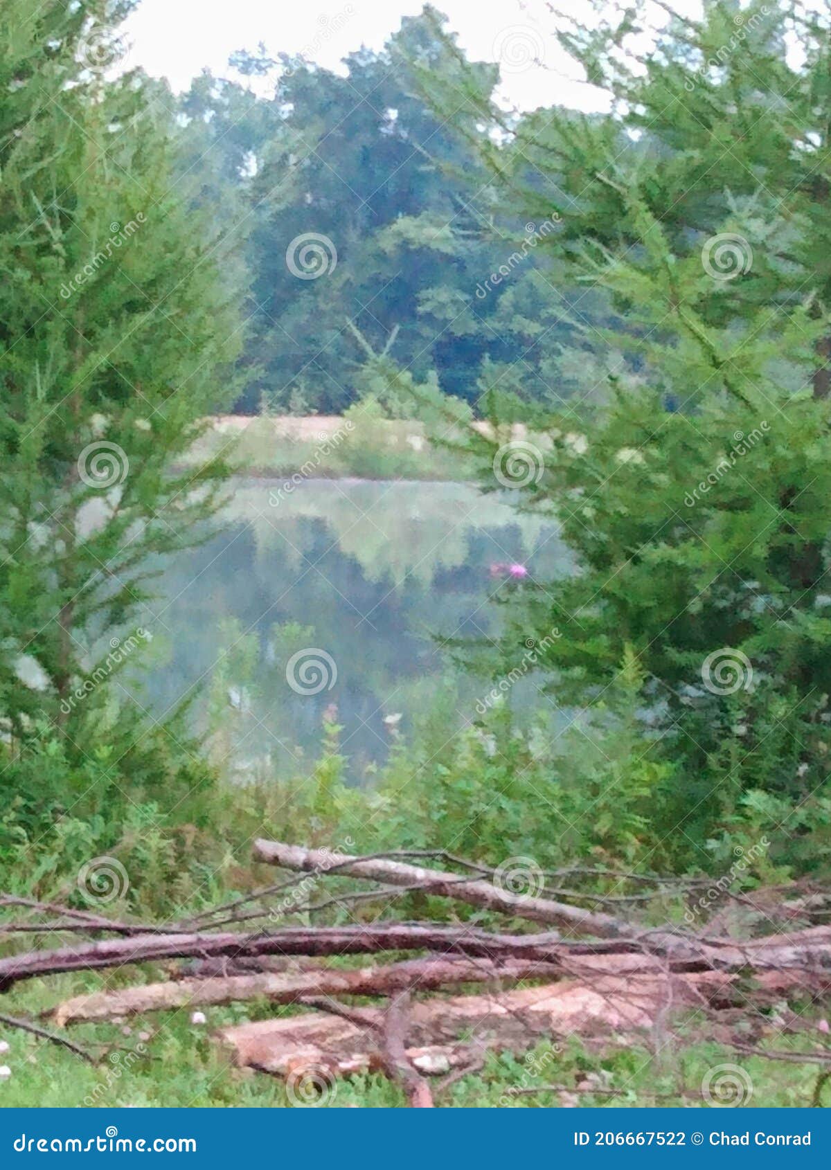 Trees around the lake stock photo. Image of meadow, river - 206667522