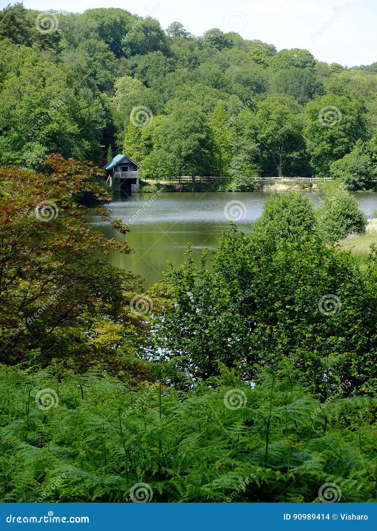 Trees around a Lake stock photo. Image of lake, waterscape - 90989414