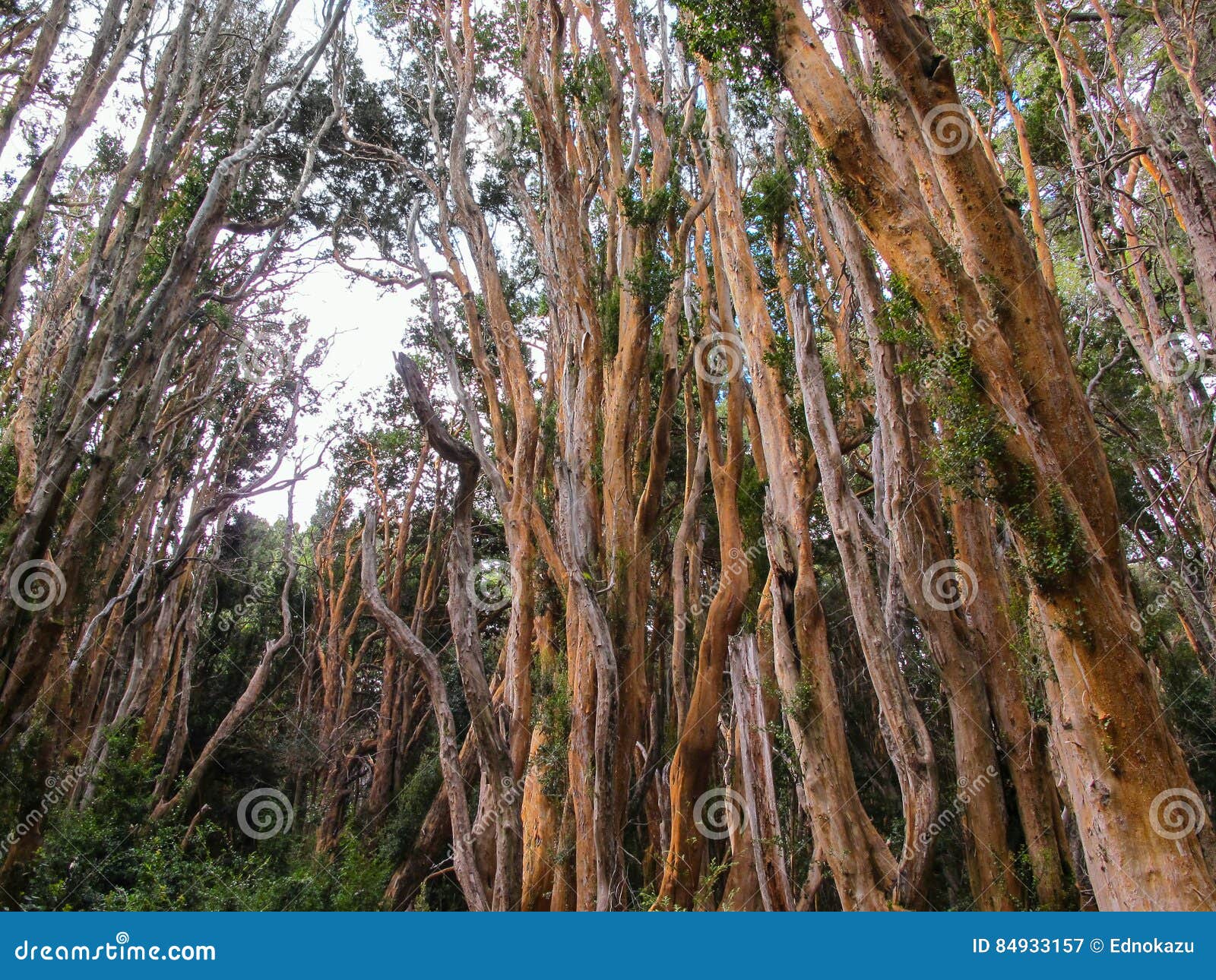 Trees in Arrayanes Park. Bariloche Argentina Stock Image - Image of ...