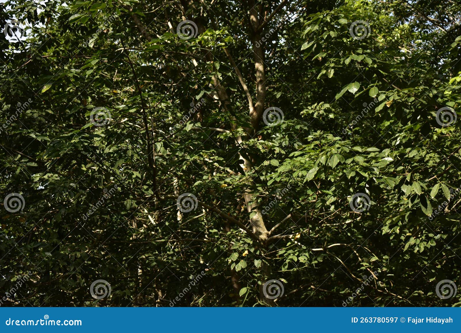 Trees in Asian forests stock image. Image of background - 263780597