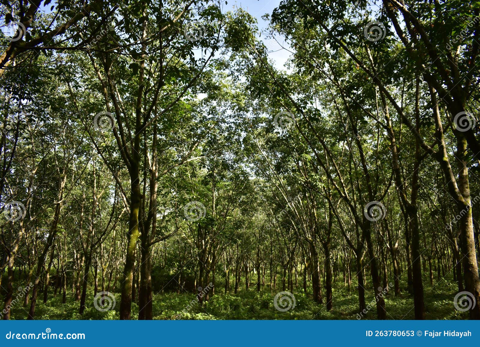 Trees in Asian forests stock image. Image of environment - 263780653