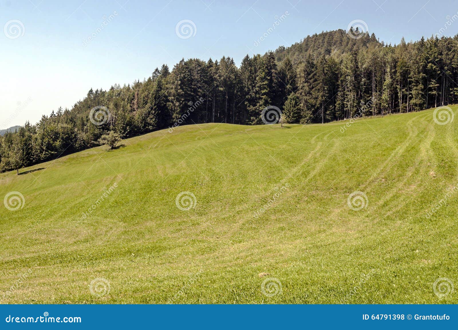 Trees in Austria stock photo. Image of landscape, hill - 64791398