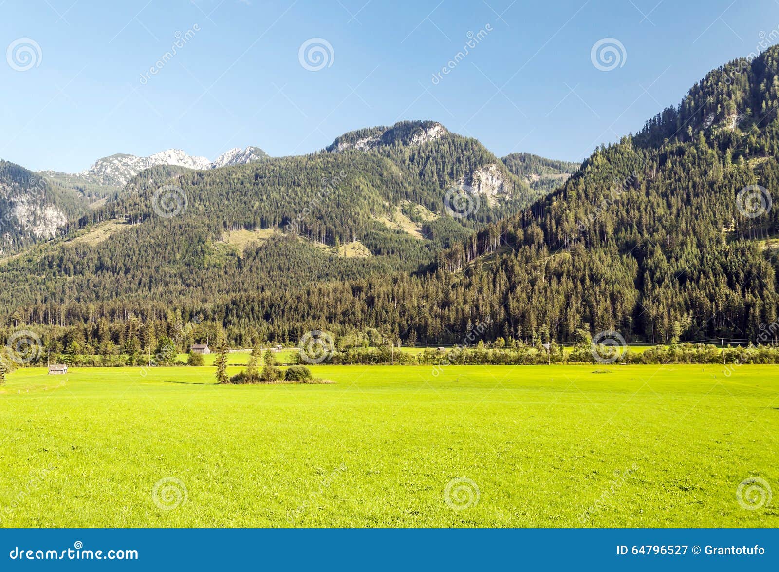 Trees in Austria stock image. Image of grass, holidays - 64796527