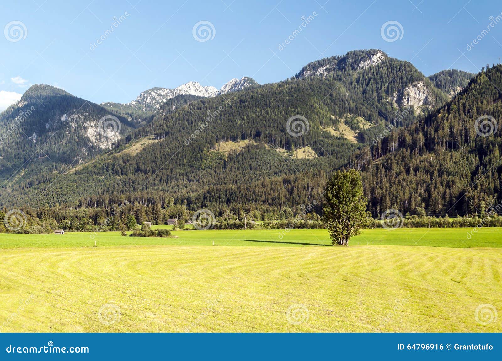 Trees in Austria stock photo. Image of country, background - 64796916