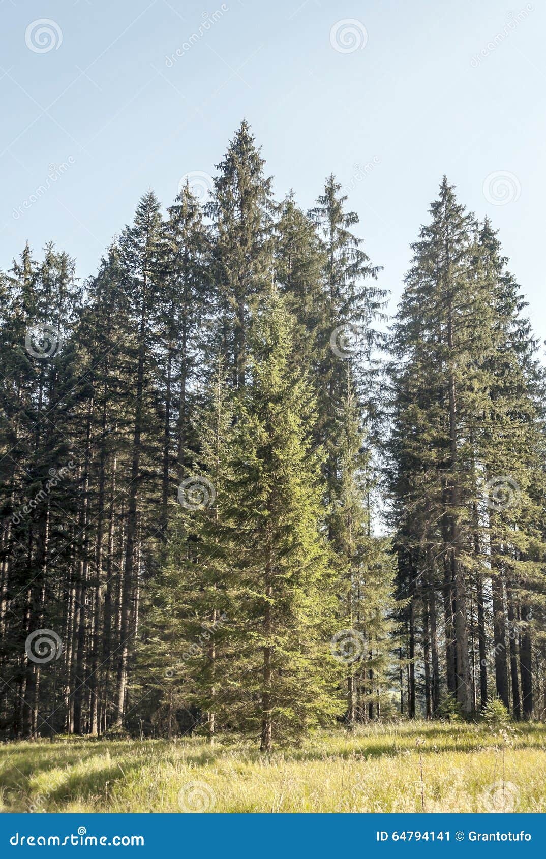 Trees in Austria stock image. Image of flora, outdoors - 64794141