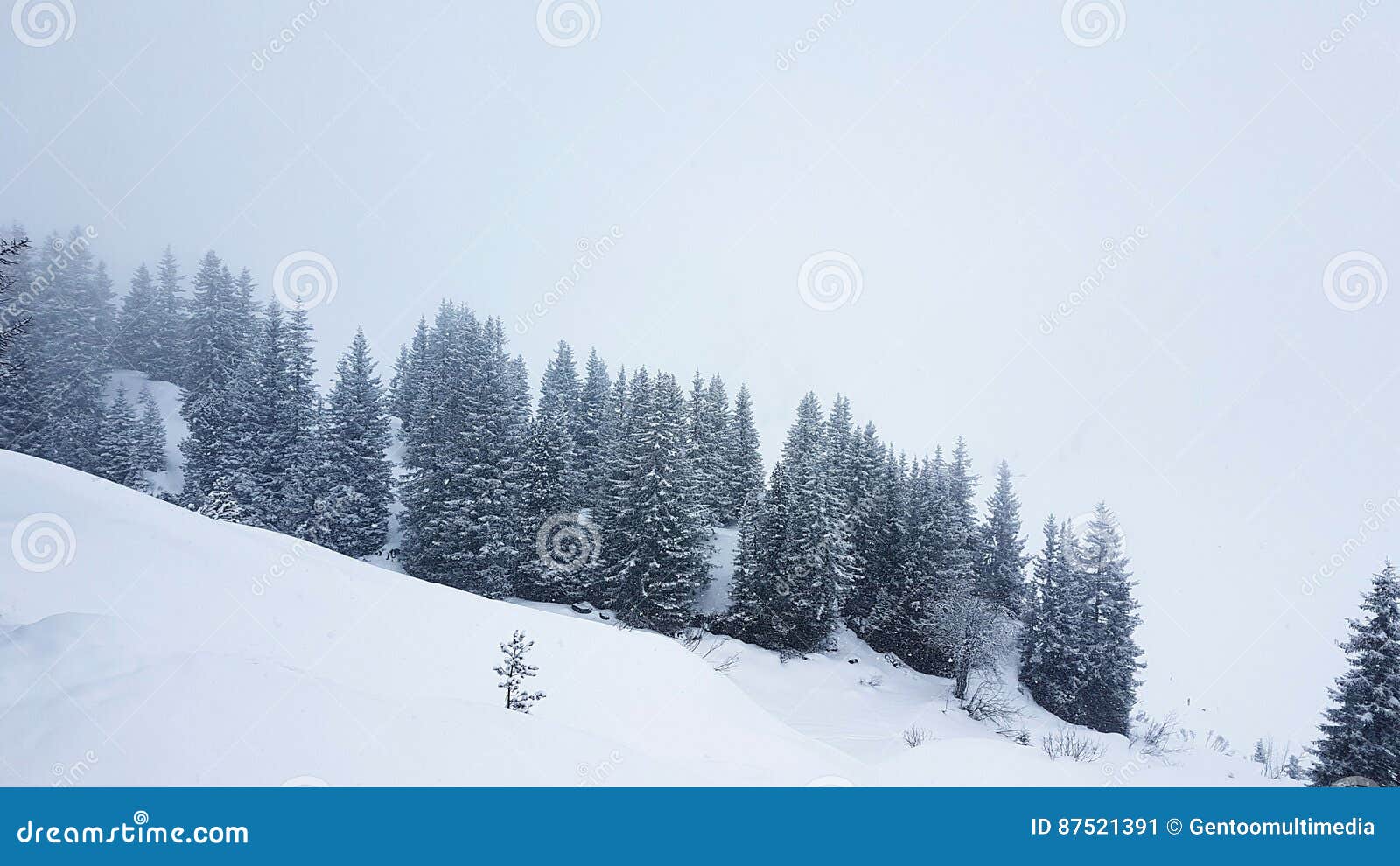 Trees in the Austrian Alps stock image. Image of massif - 87521391