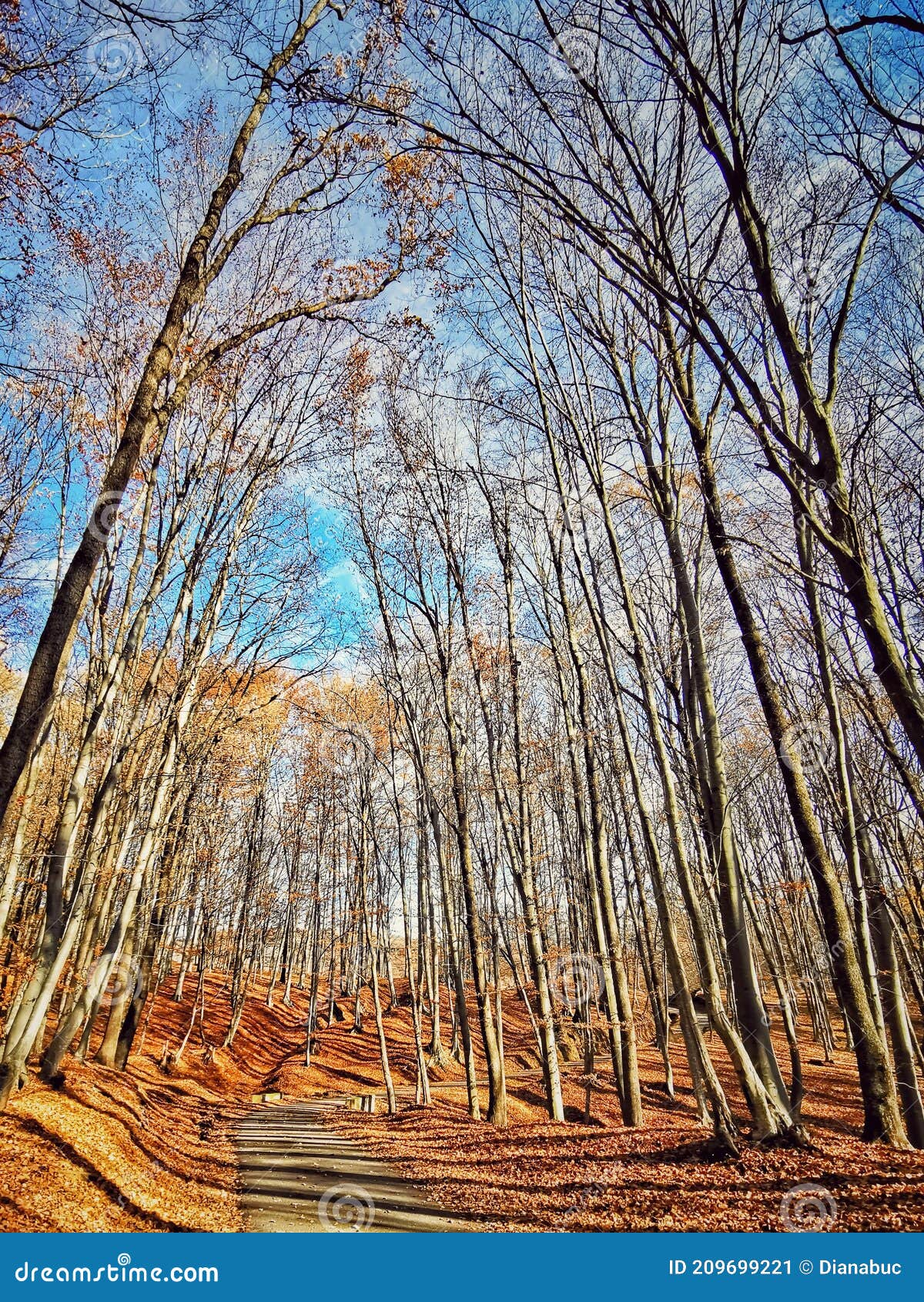 Trees in the automn stock image. Image of winter, deciduous - 209699221