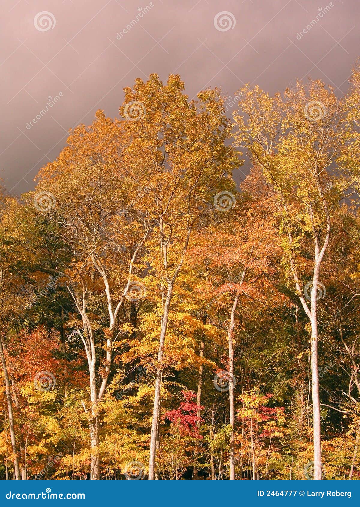 Trees in Autumn stock image. Image of color, dramatic - 2464777