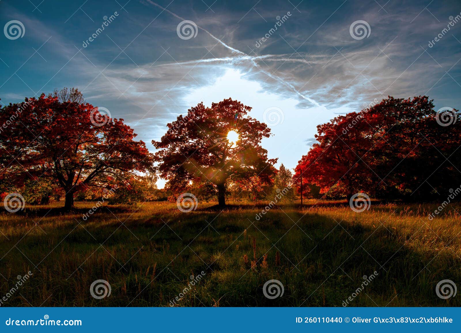 Trees in autumn stock photo. Image of horizon, tree - 260110440