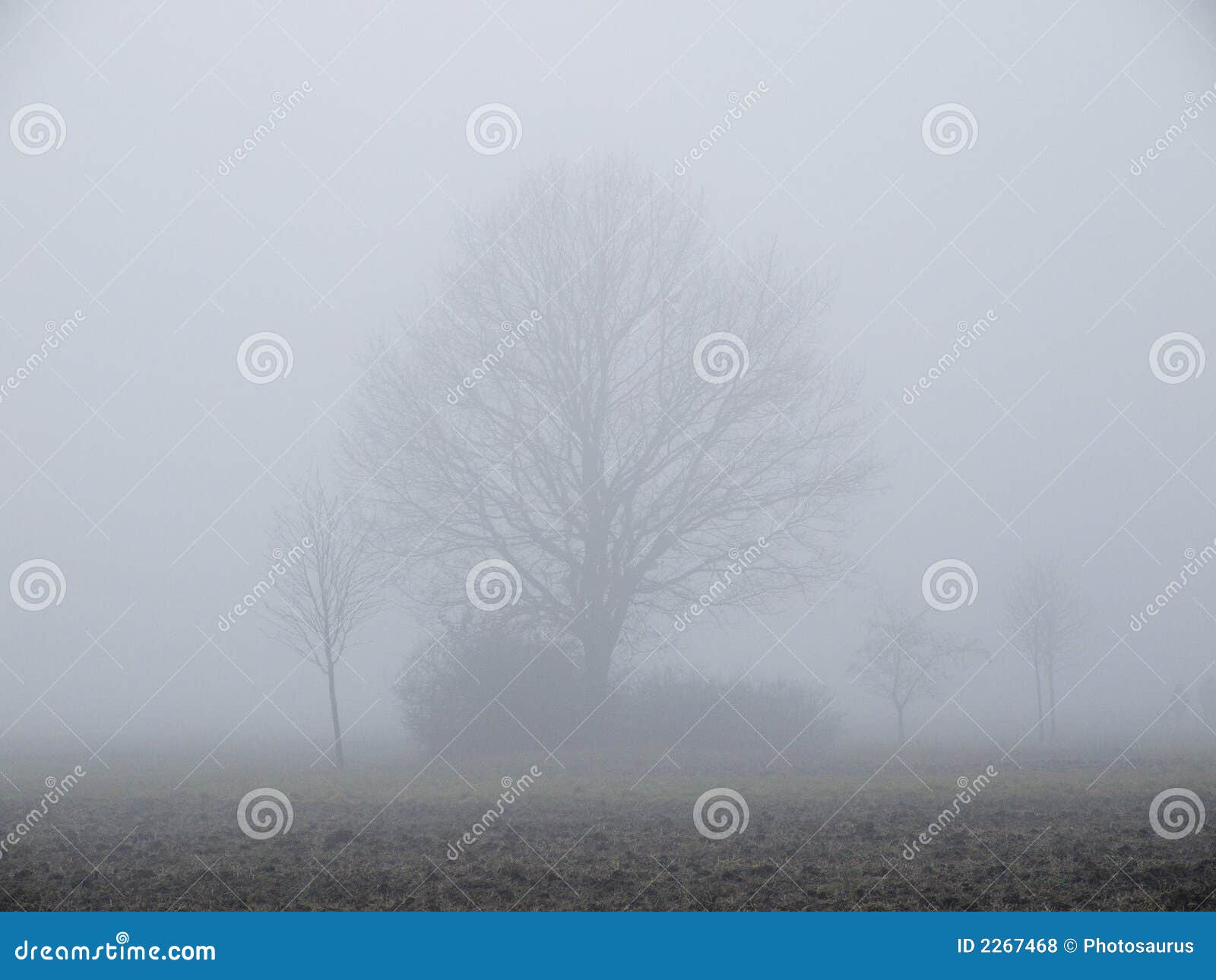 Trees in the autumn fog stock photo. Image of forest, depression - 2267468