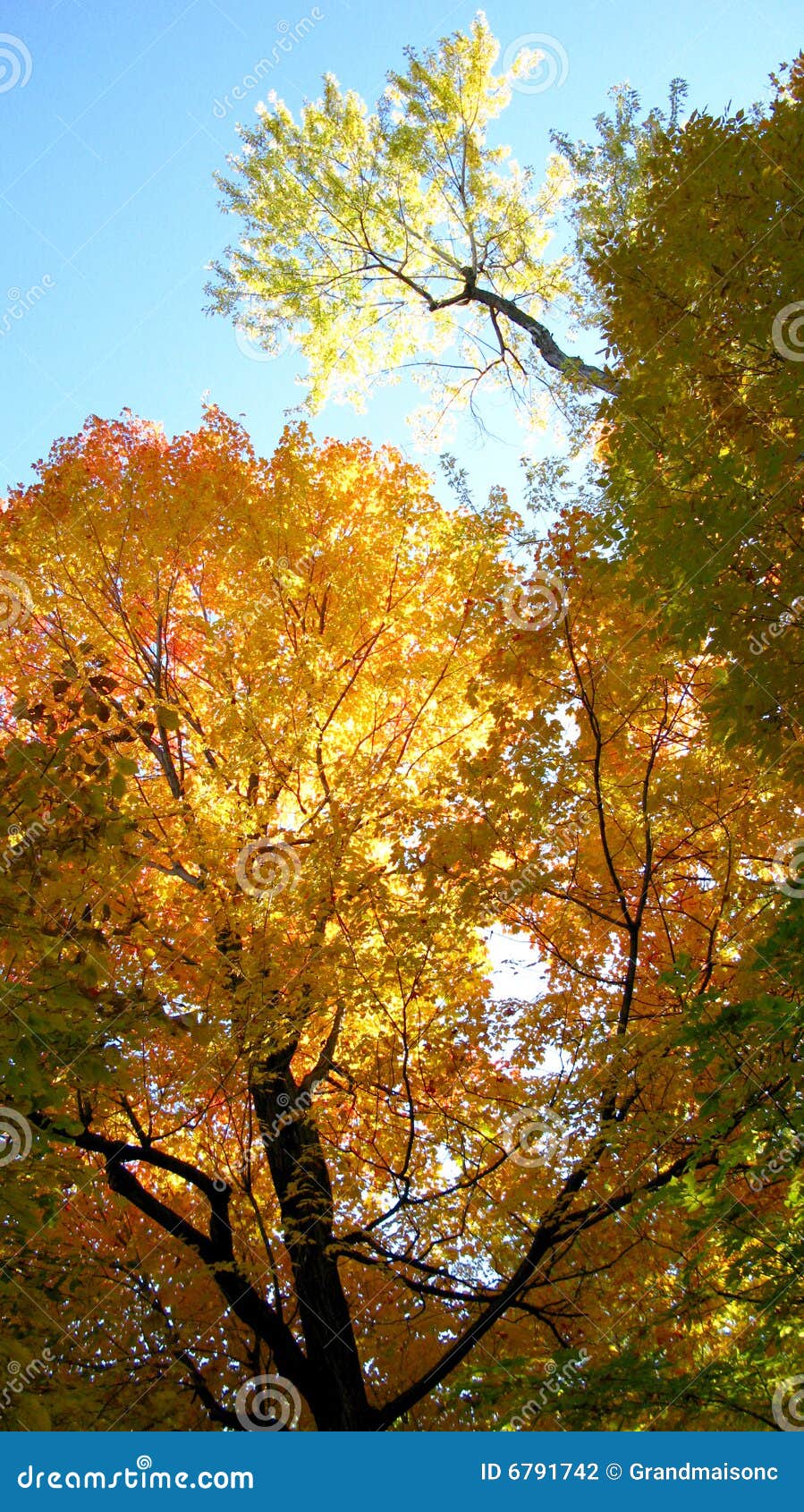 Trees in Autumn Forest Scene Stock Photo - Image of trees, outdoors ...