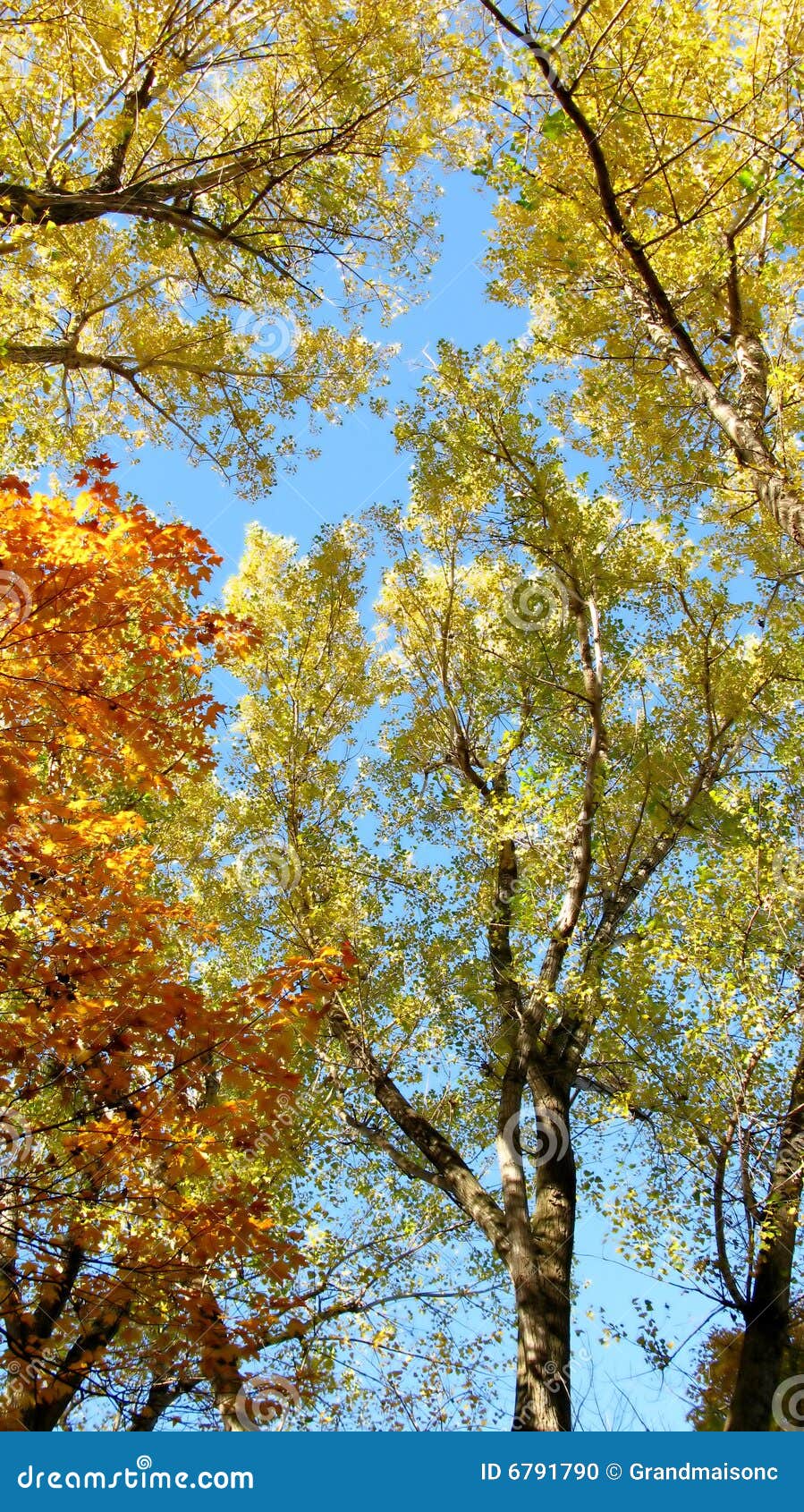 Trees in Autumn Forest Scene Stock Photo - Image of outdoor, rural: 6791790