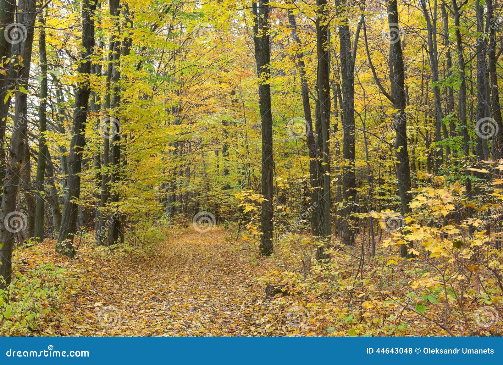 Trees in the Autumn Forest among Yellow Leaves Stock Photo - Image of ...