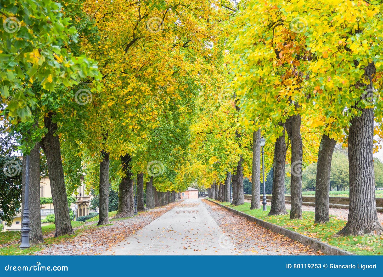 Trees during the Autumn in Lucca, Italy Stock Image - Image of plant ...