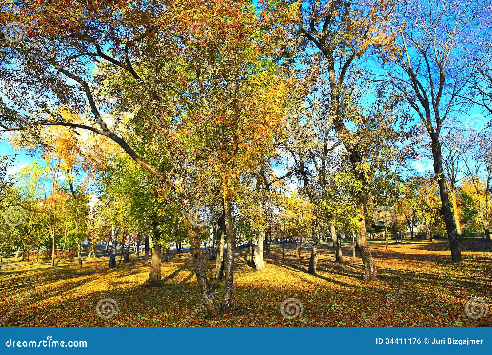 Trees in autumn park stock photo. Image of forest, background - 34411176