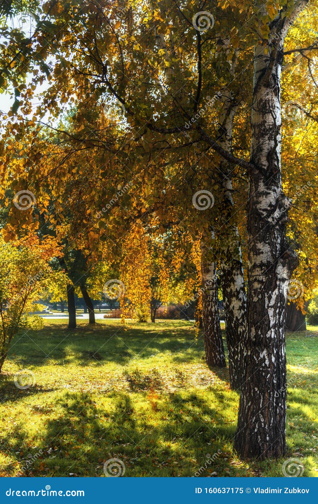 Trees in Autumn Park Sunny Day Stock Image - Image of landscape, path ...