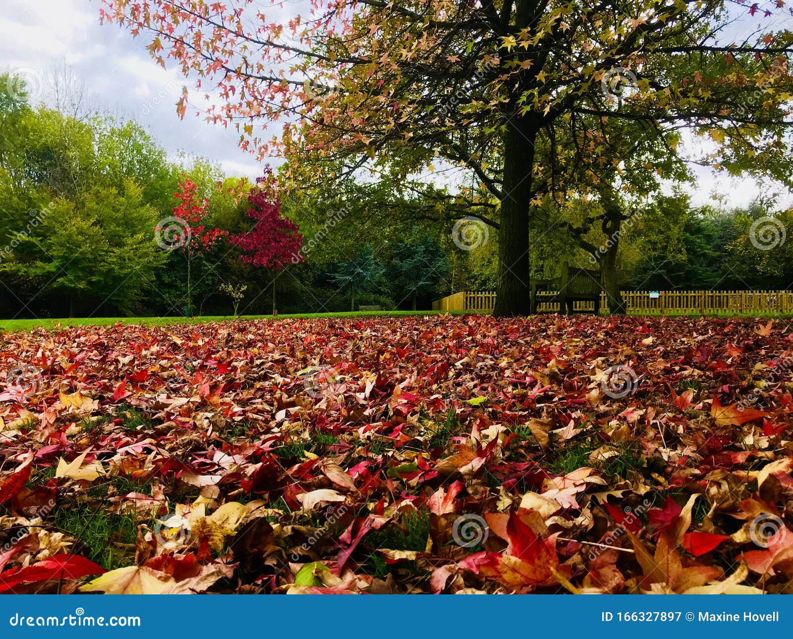 Autumn scene stock image. Image of england, surrey, trees - 166327897