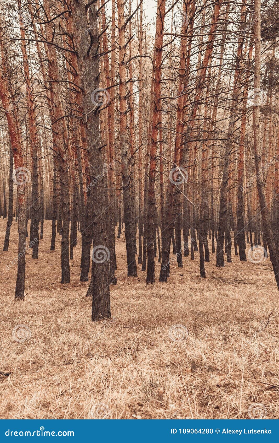 Trees in Autumn Pine Forest Stock Photo - Image of beautiful ...