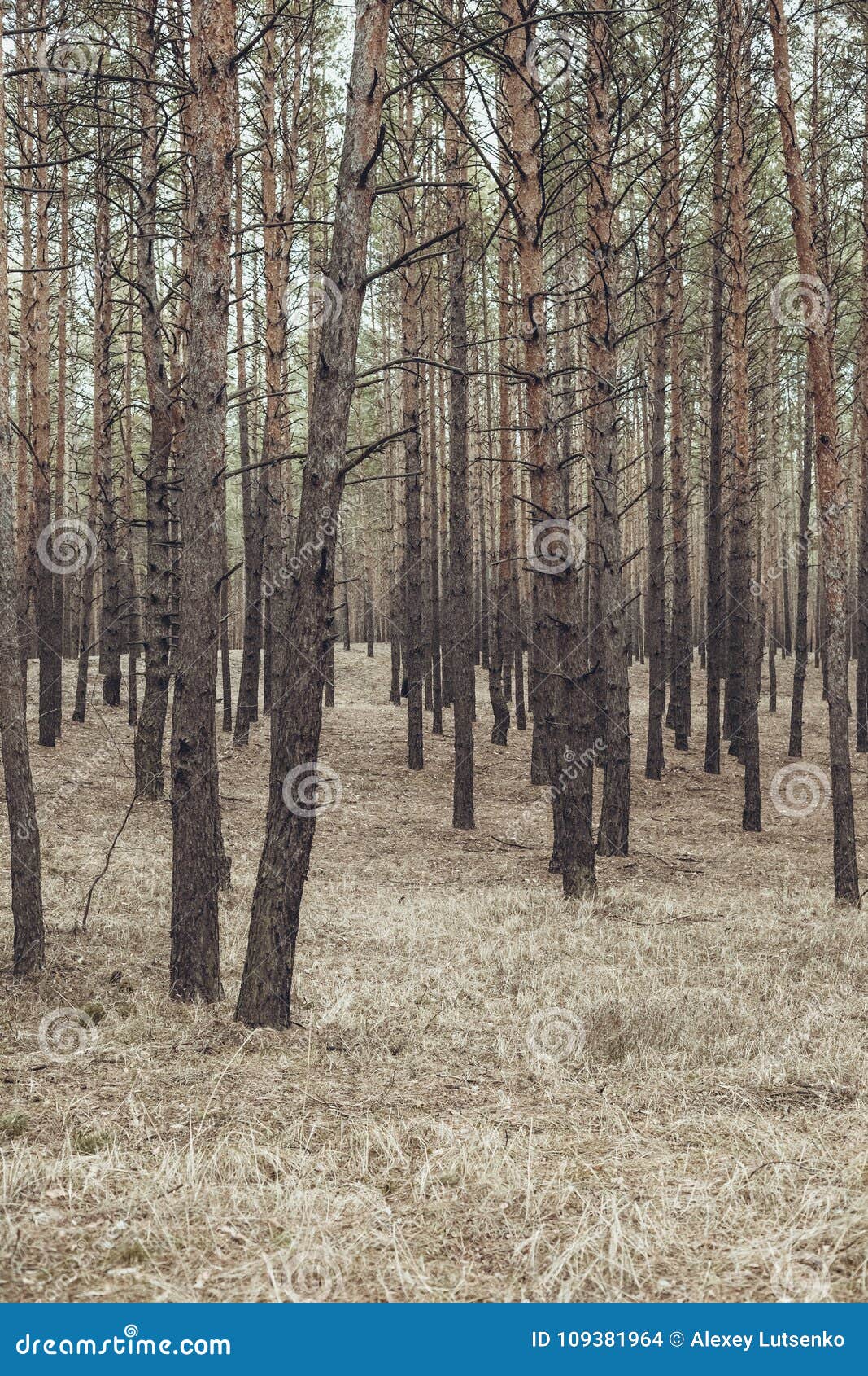 Trees in Autumn Pine Forest Stock Photo - Image of autumn, quiet: 109381964