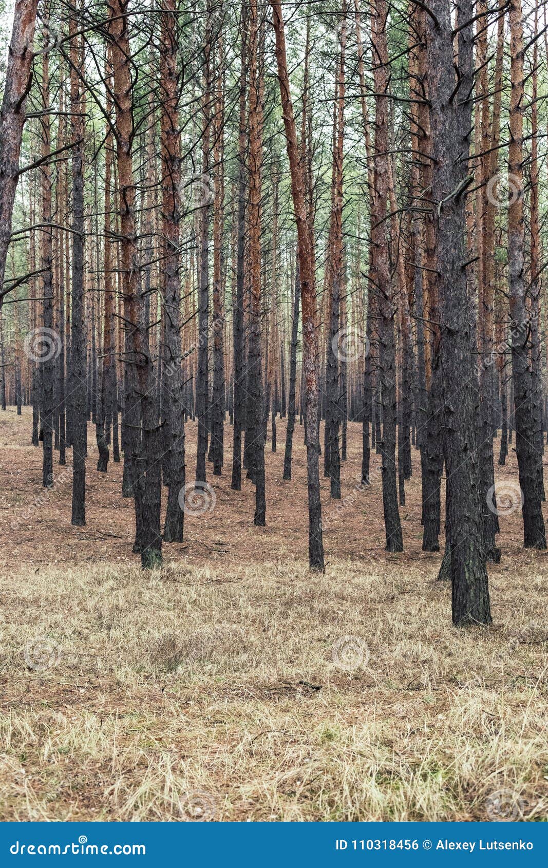 Trees in Autumn Pine Forest Stock Photo - Image of background, nature ...