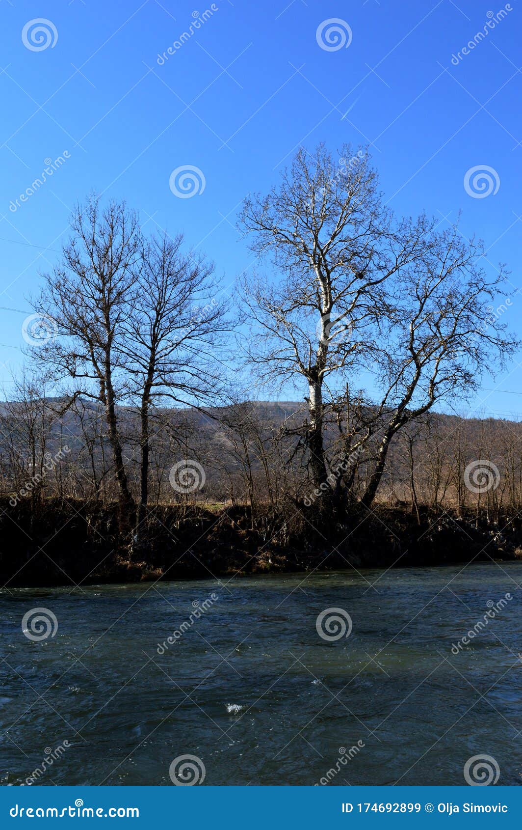 Trees in the Autumn by the River Stock Image - Image of nature, tall ...