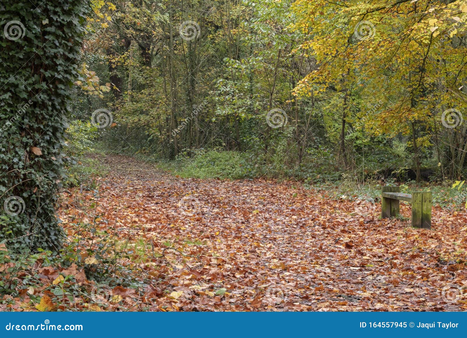 Autumn on Southampton Common Stock Image - Image of nature, branches ...
