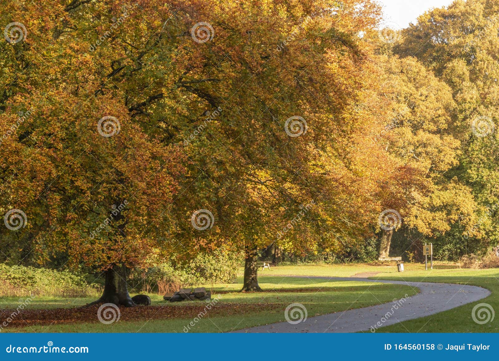 Autumn on Southampton Common Stock Photo - Image of golden, nature ...