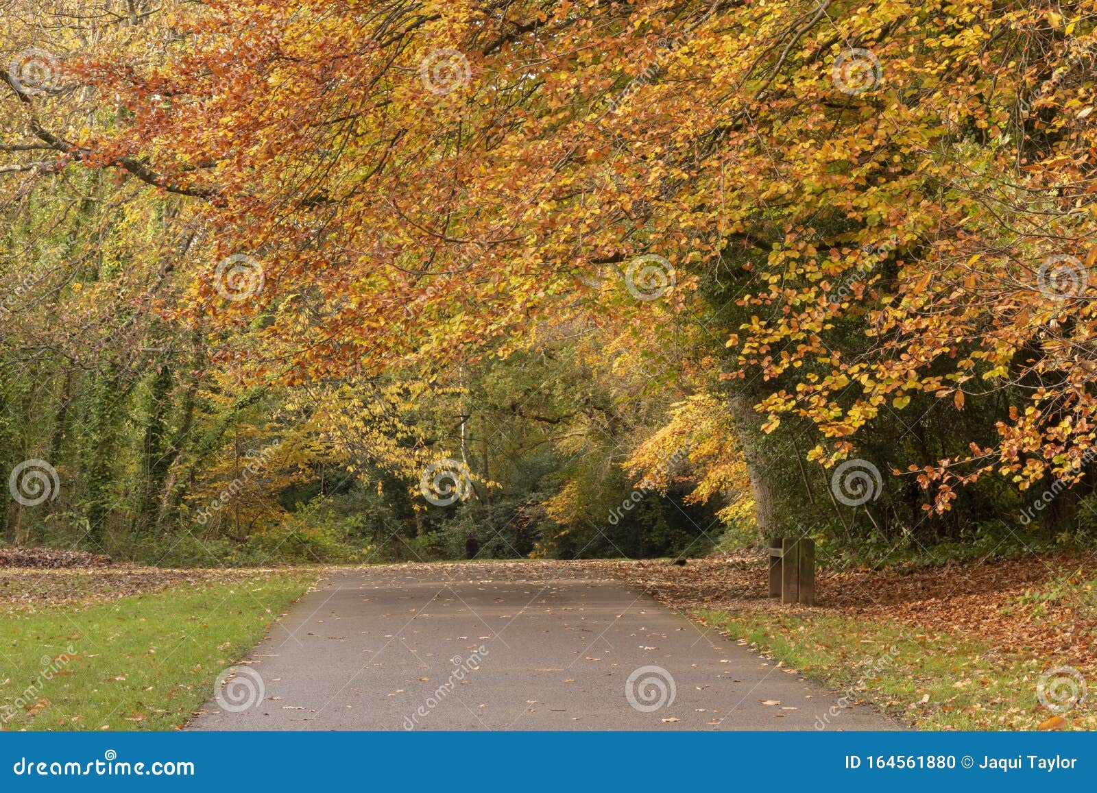 Autumn on Southampton Common Stock Photo - Image of seasons, nature ...