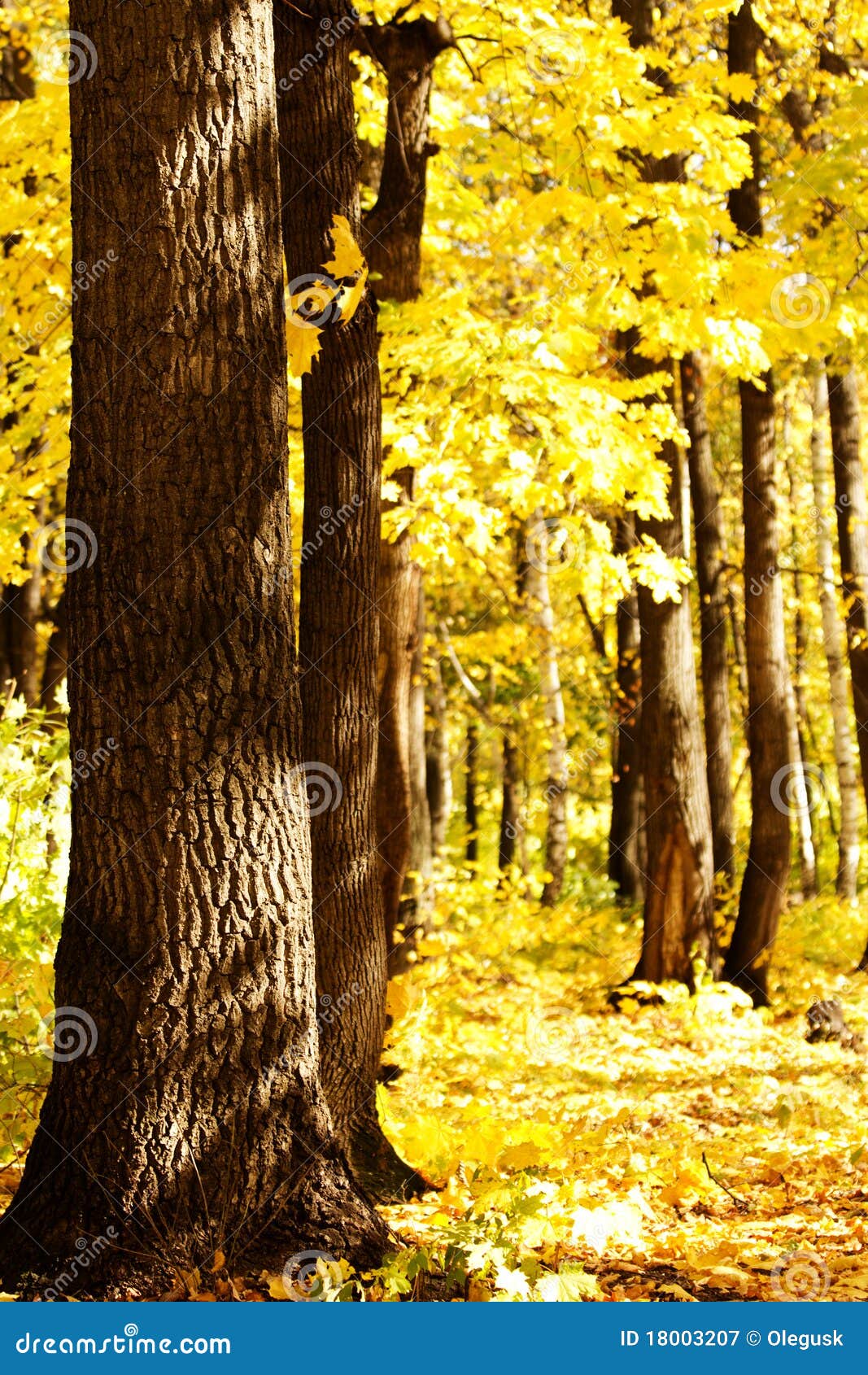 Trees autumn wood stock image. Image of flora, trees - 18003207
