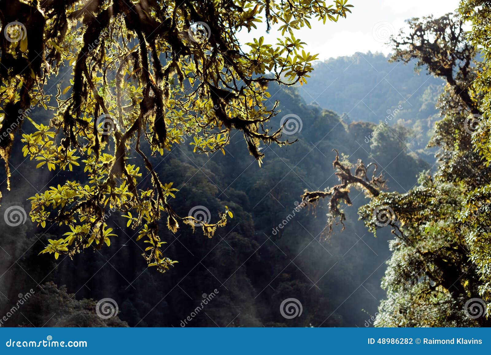 Trees on the Background with the Rainforest Himalayas Mountain NEPAL ...