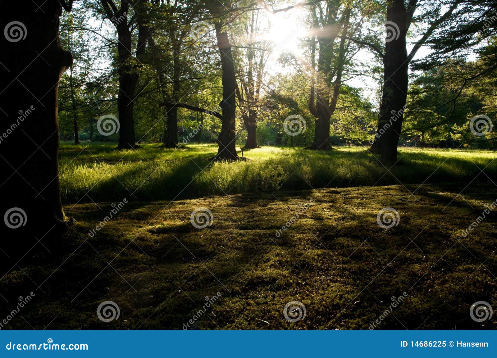 Trees backlighted stock image. Image of beauty, beam - 14686225