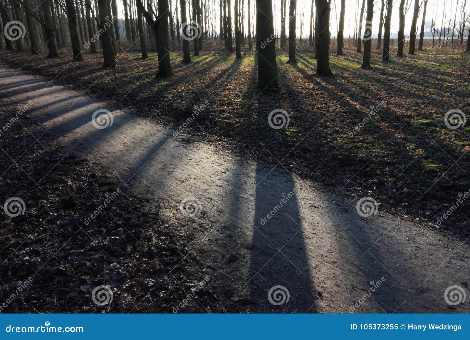 Trees Backlit with Strong Long Shadows Stock Image - Image of autumn ...