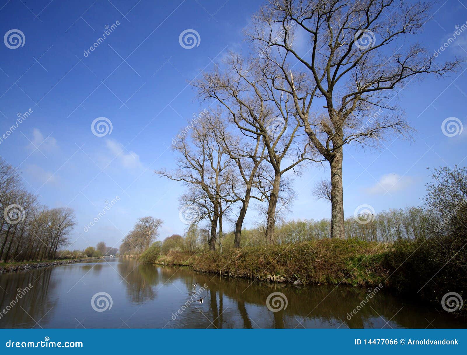 Trees on the bank stock photo. Image of early, bare, flying - 14477066
