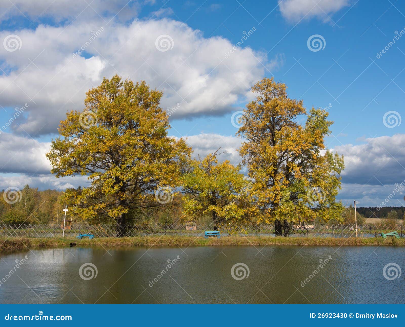 Trees on the bank stock photo. Image of bright, woods - 26923430