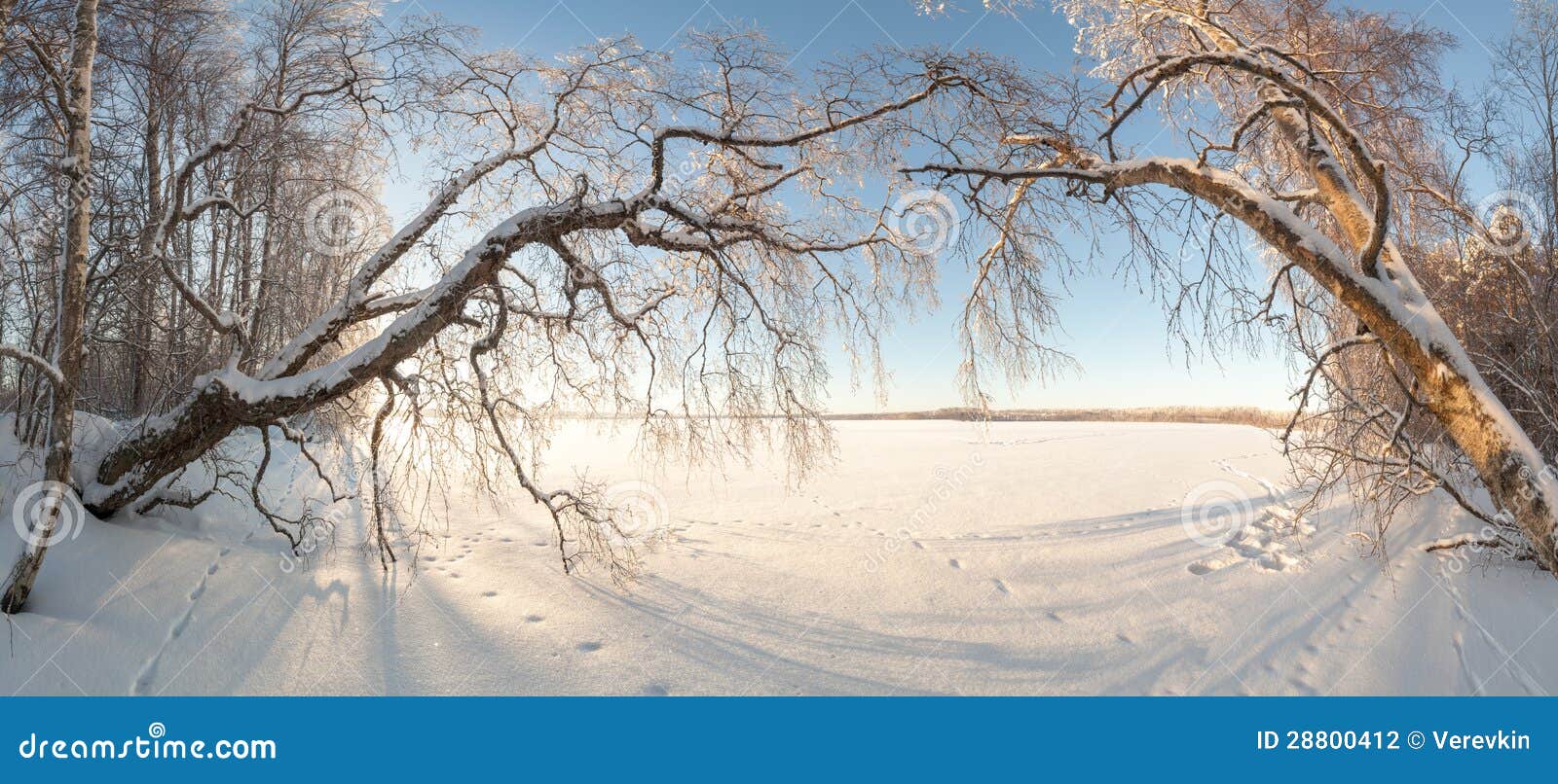 Trees on the Bank of the Frozen Winter Lake. Stock Photo - Image of ...