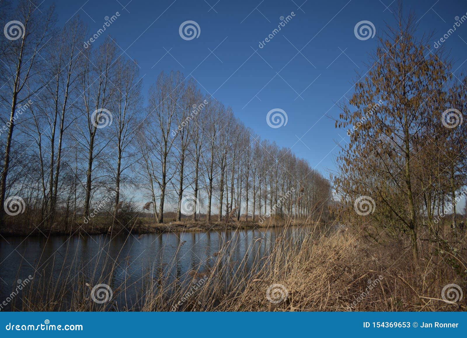 Trees on a river bank stock image. Image of dutch, green - 154369653