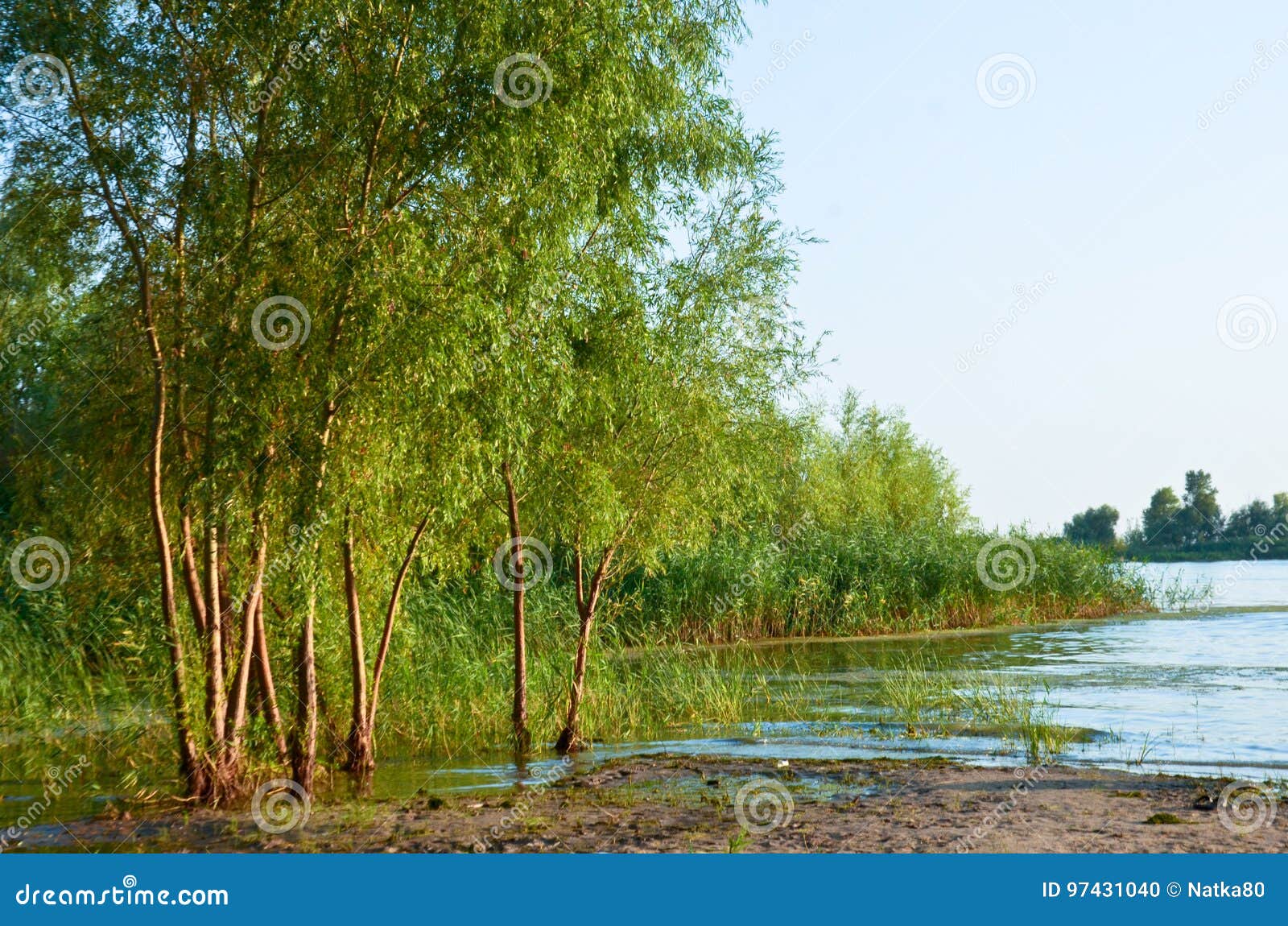 The Trees on the Banks of the River Stock Photo - Image of riverside ...