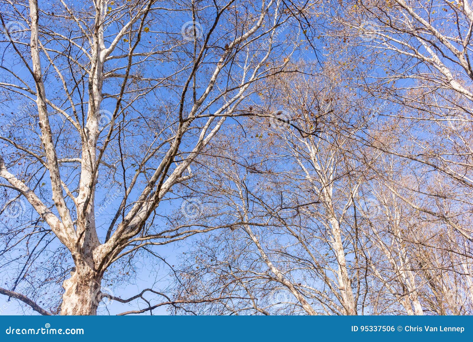 Branches Of Blue Canadian Spruce With Showered Needles. Fungal Disease ...