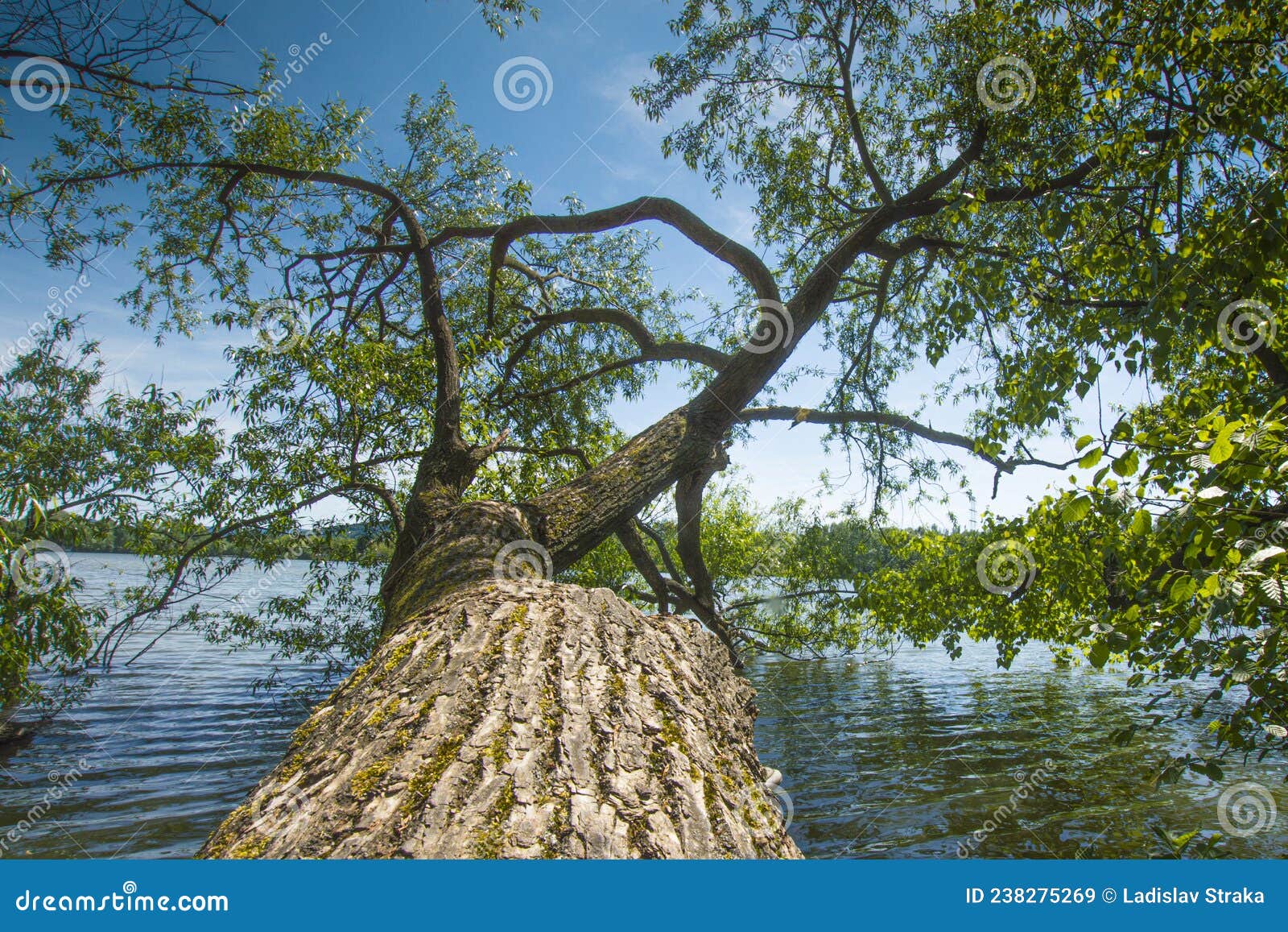 Trees with Bark Texture Above the Pond Water Surface Stock Image ...