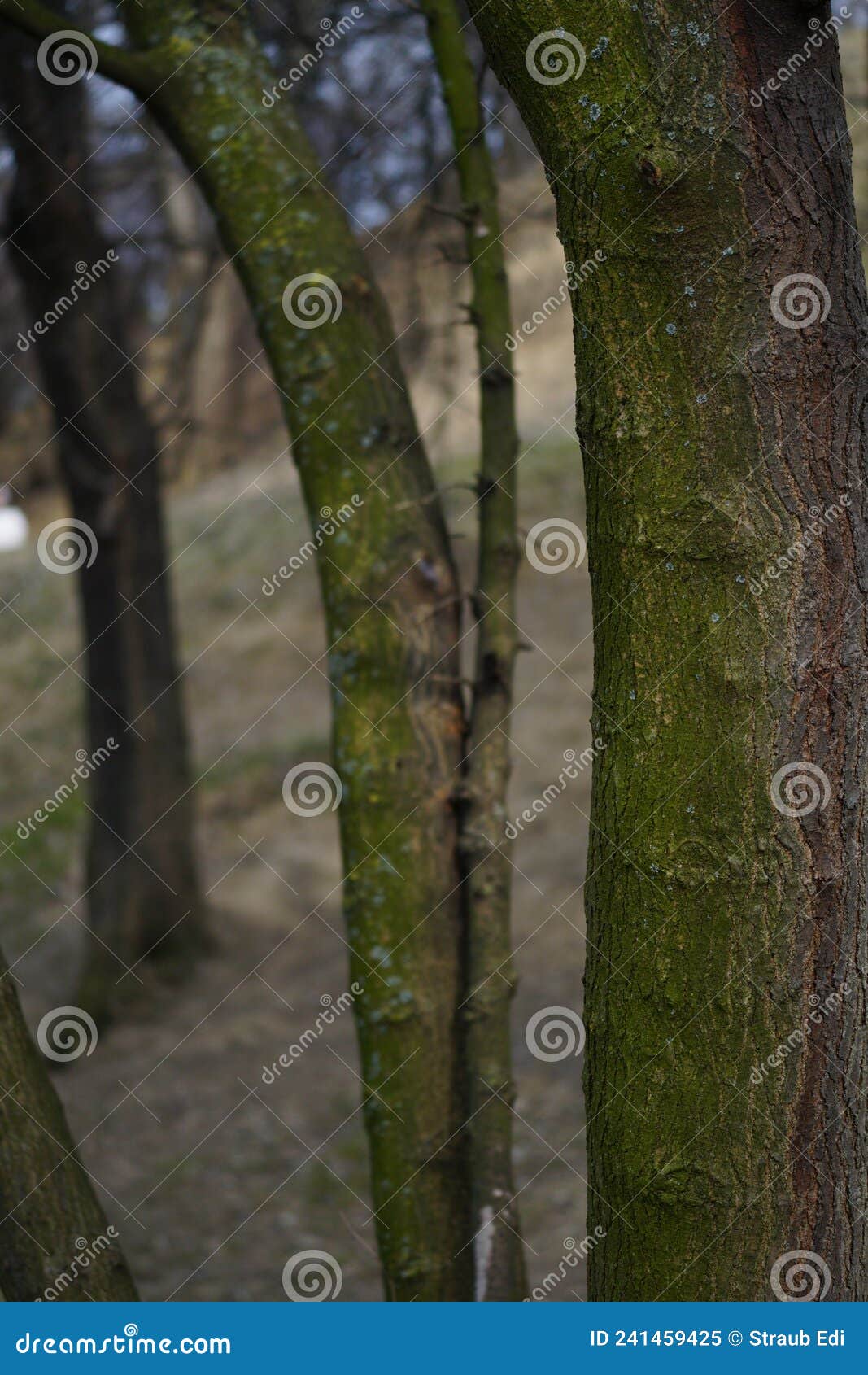 The Trees Bark Is Peppered With Small Raised Bumps And Rough ...